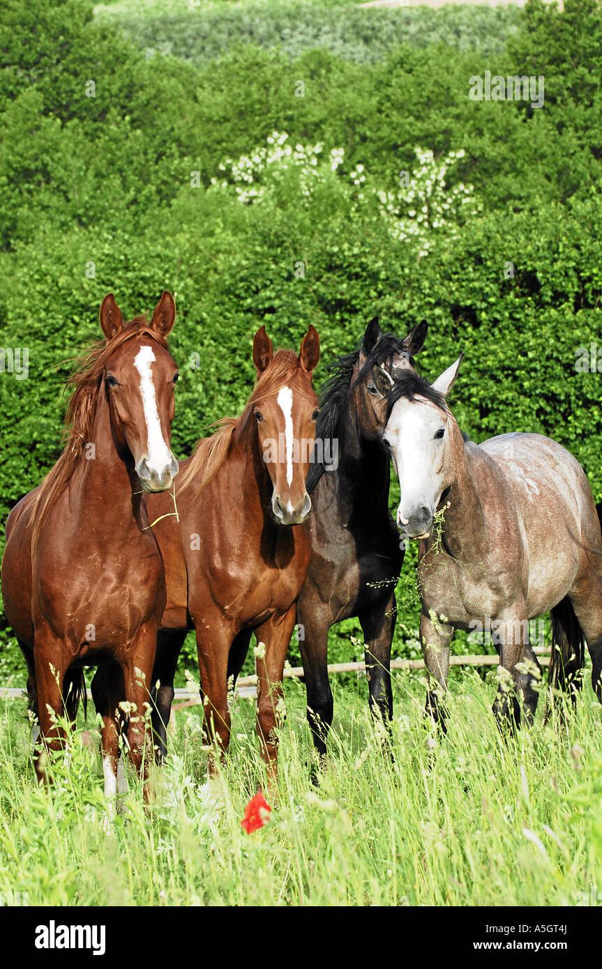 Gidran Horse Gidranpferd Stock Photo - Alamy