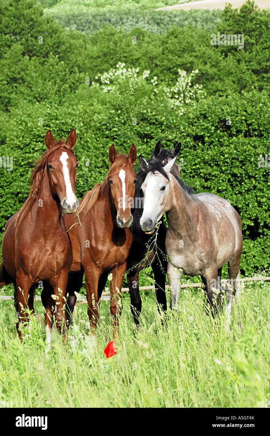 Gidran Horse Gidranpferd Stock Photo - Alamy