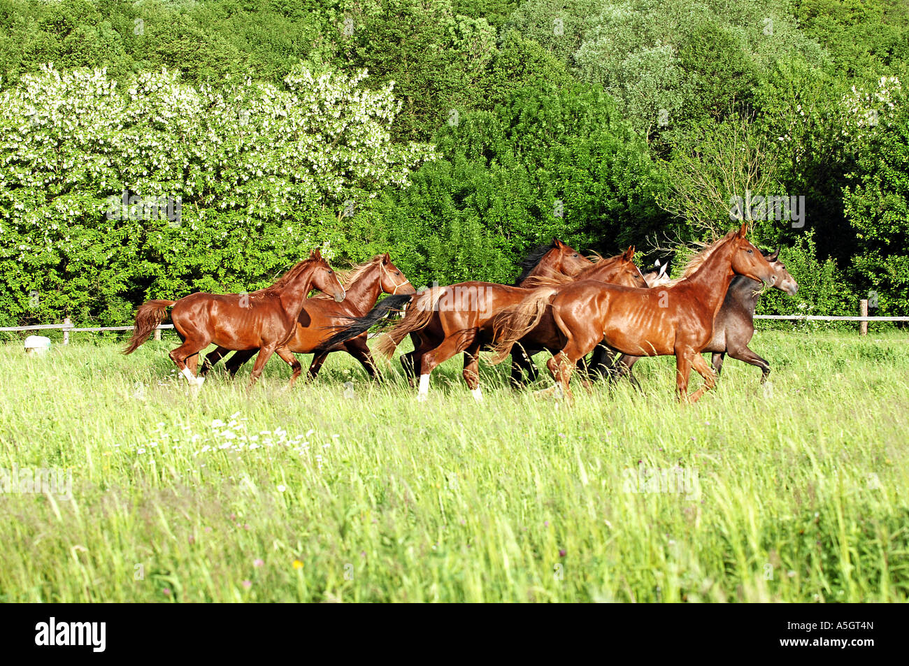Gidran Horse Gidranpferd Stock Photo - Alamy