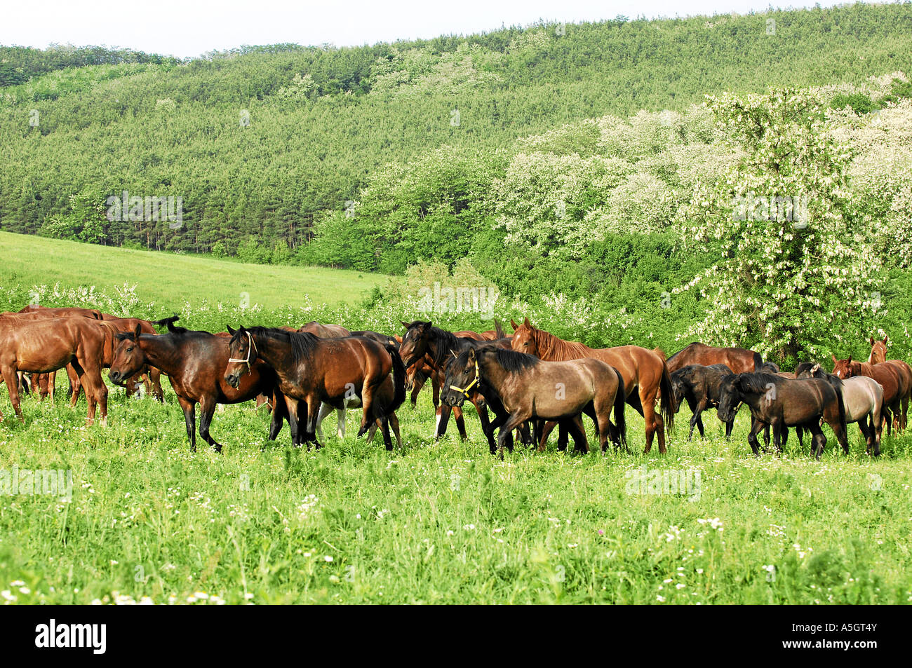Gidran Horse Gidranpferd Stock Photo - Alamy