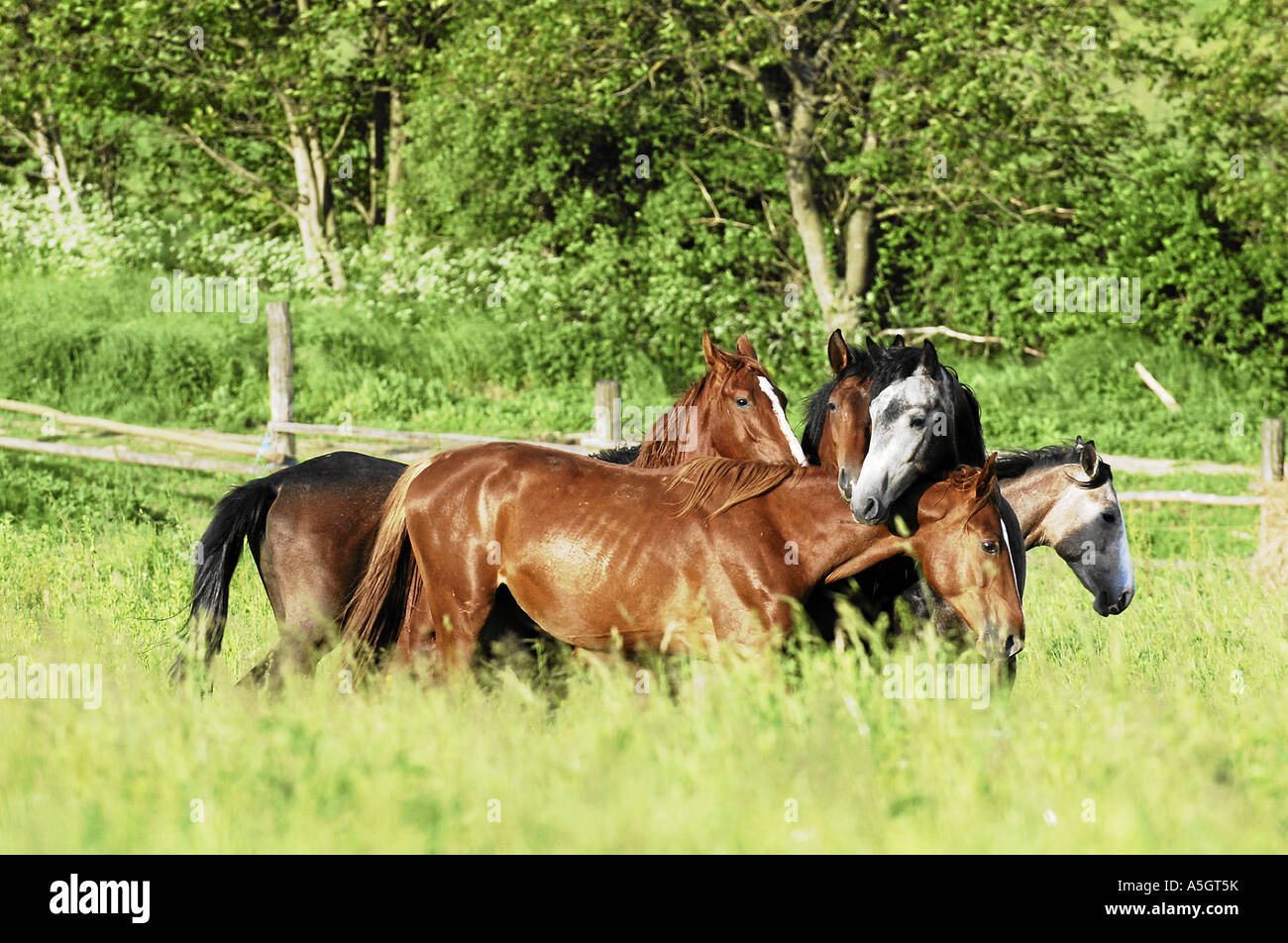 Gidran Horse Gidranpferd Stock Photo - Alamy