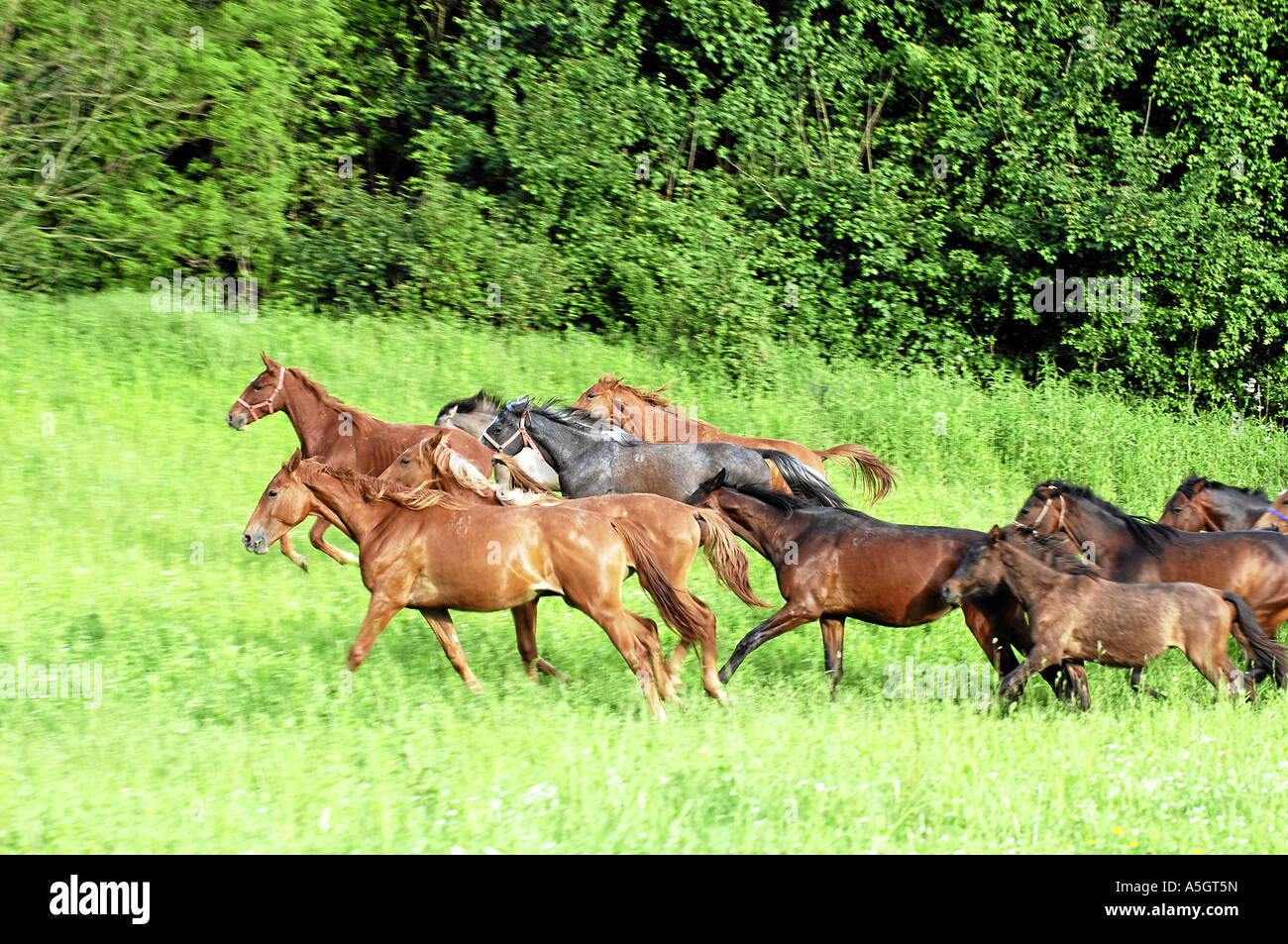Gidran Horse Gidranpferd Stock Photo - Alamy