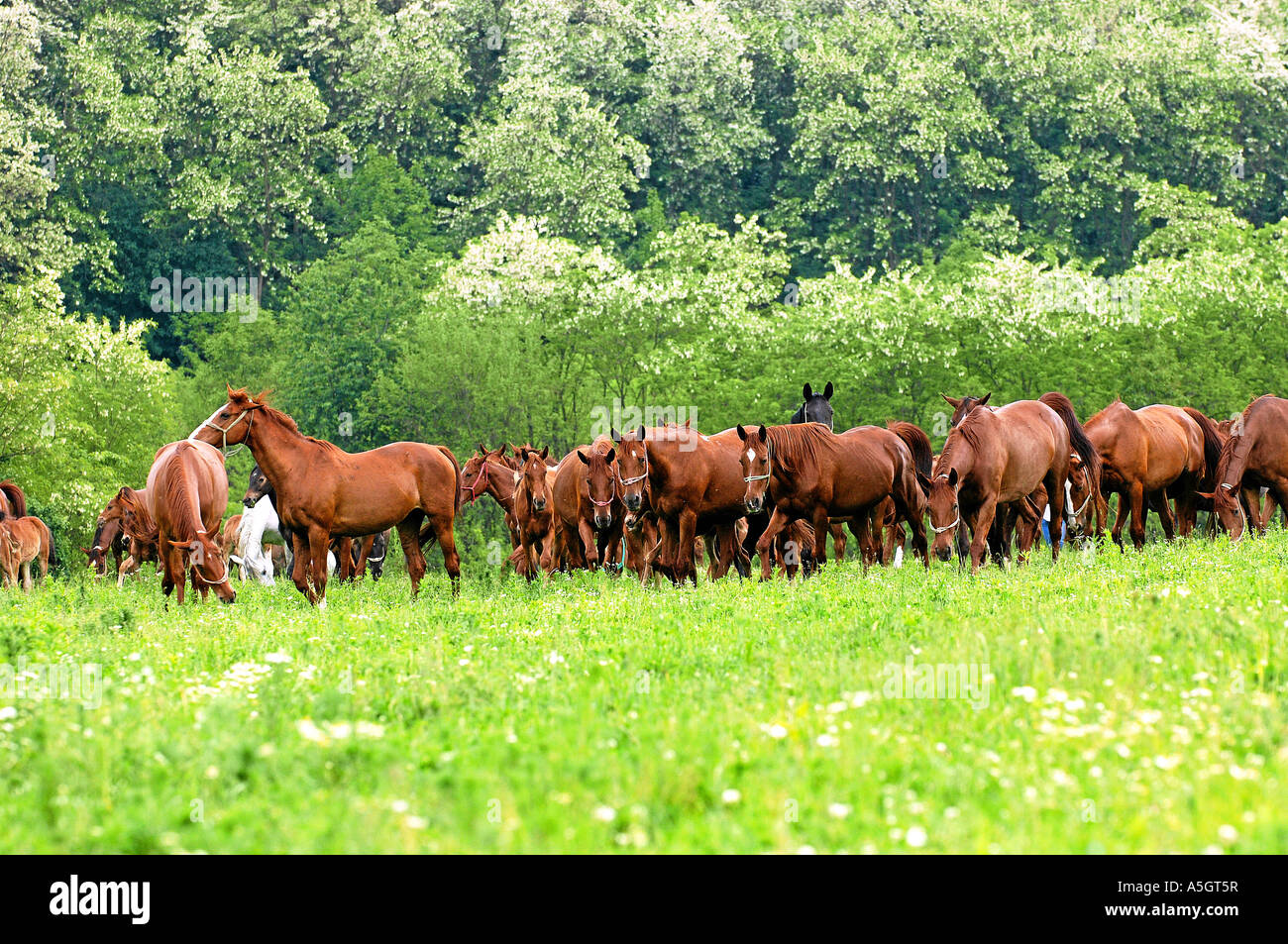 Gidran Horse Gidranpferd Stock Photo - Alamy