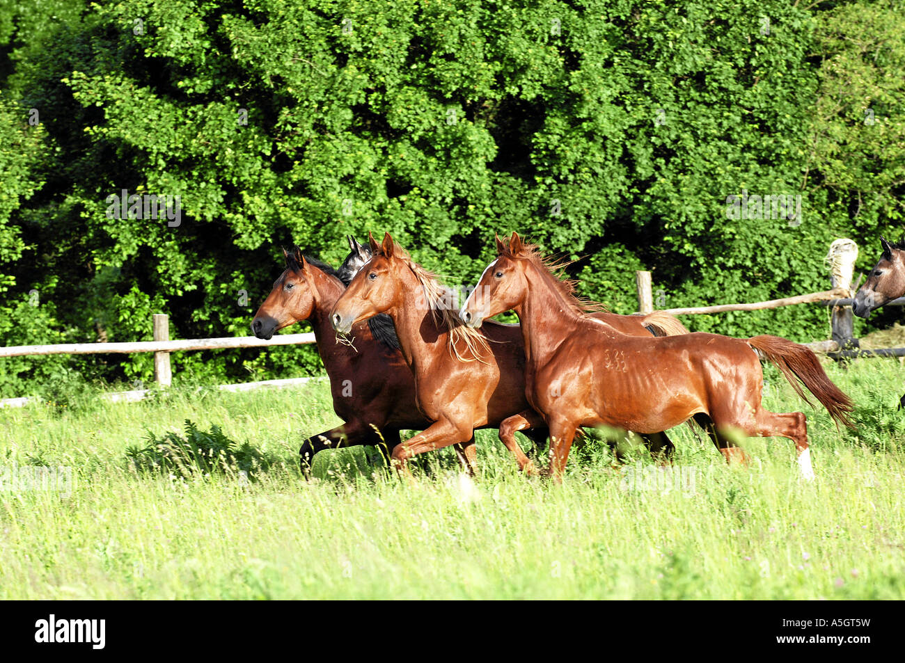 Gidran Horse Gidranpferd Stock Photo - Alamy