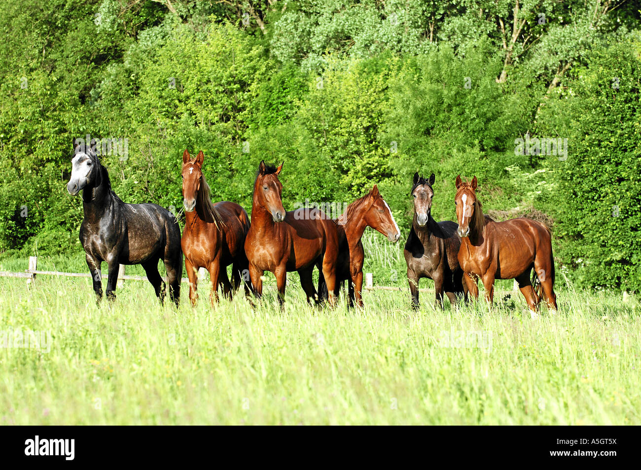 Gidran Horse Gidranpferd Stock Photo - Alamy
