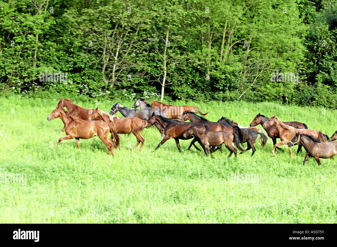 Gidran Horse Gidranpferd Stock Photo - Alamy
