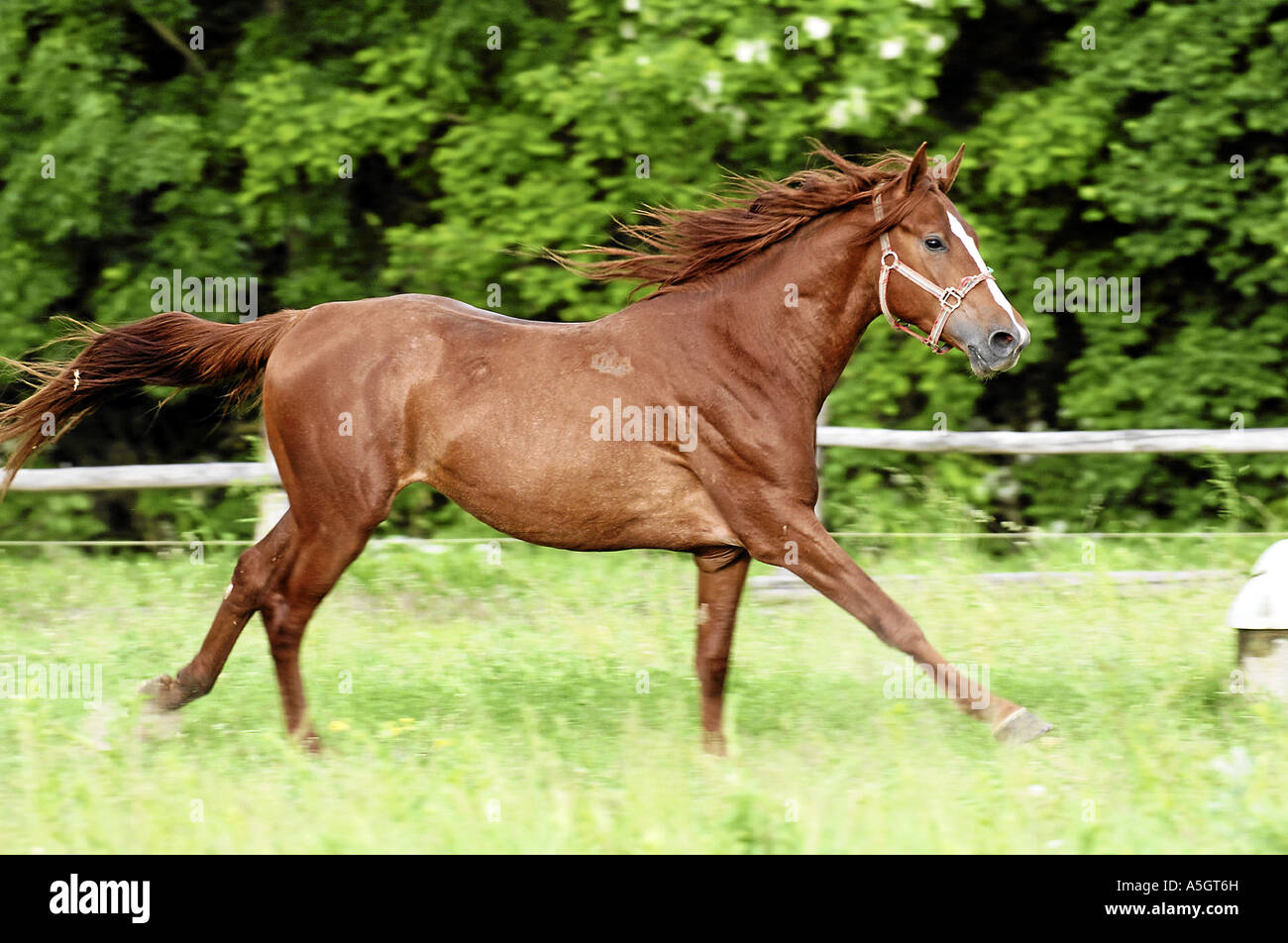 Gidran Horse Gidranpferd Stock Photo - Alamy