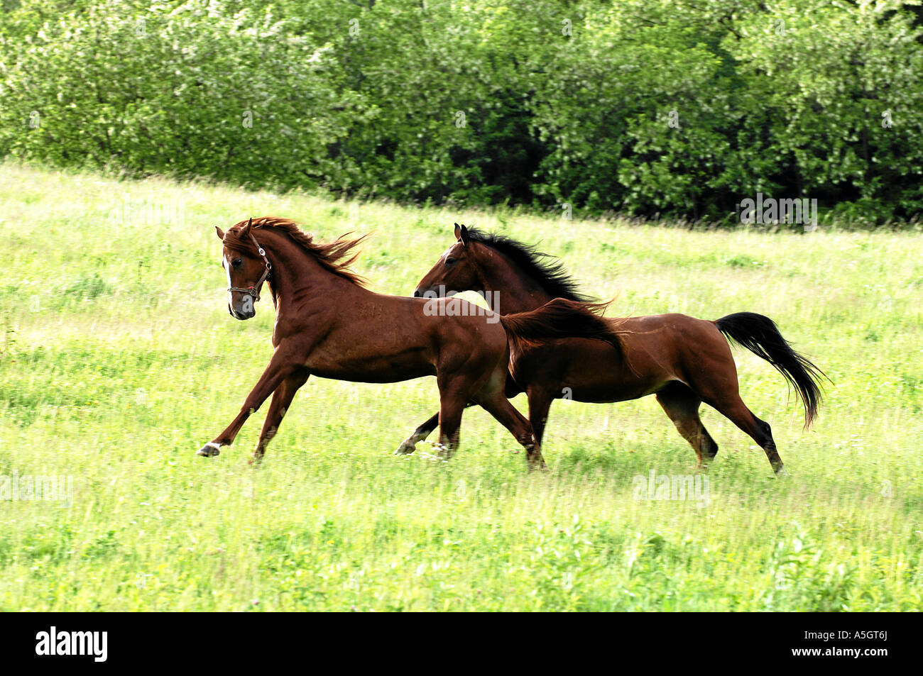 Gidran Horse Gidranpferd Stock Photo - Alamy