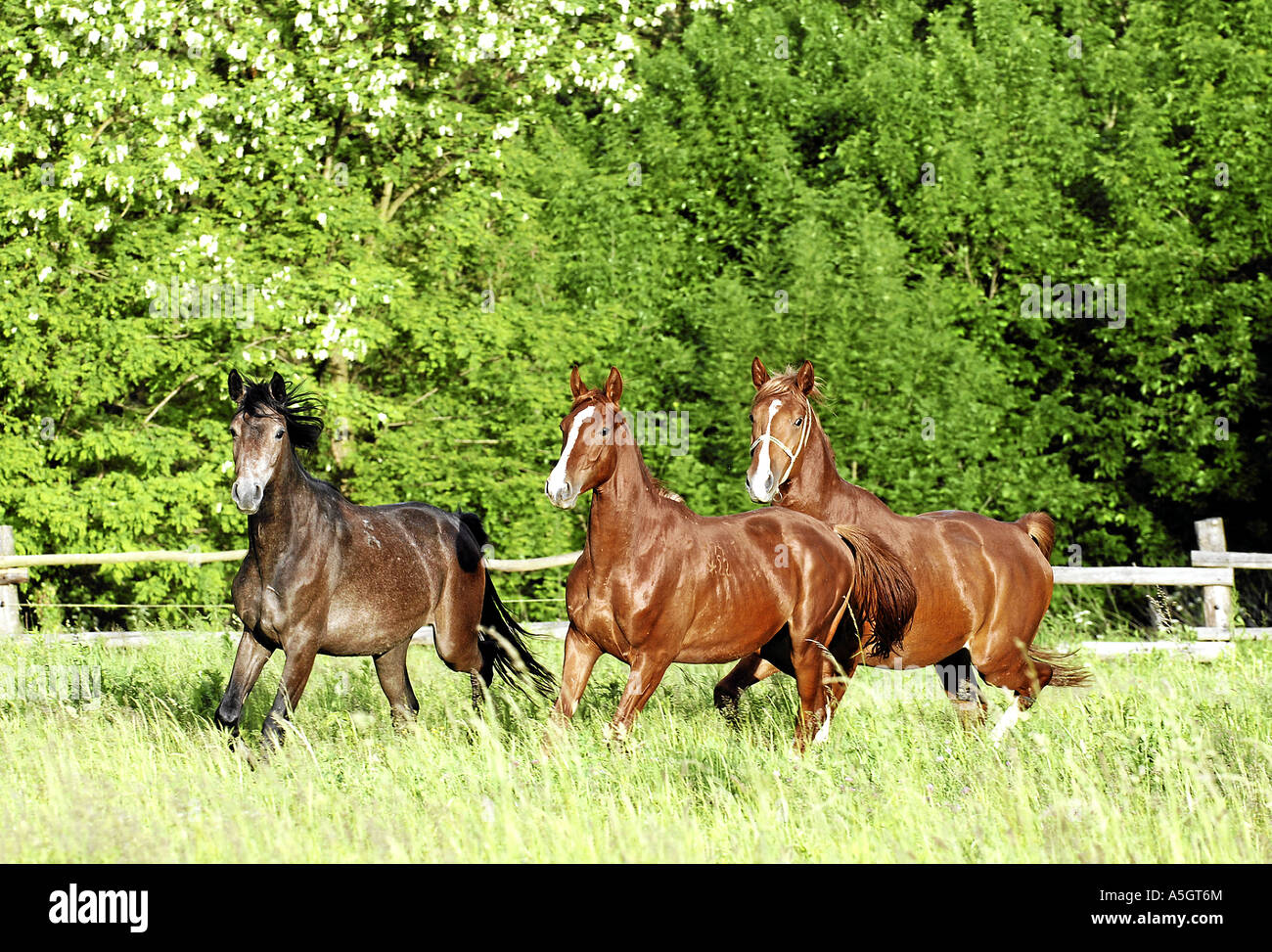 Gidran Horse Gidranpferd Stock Photo - Alamy