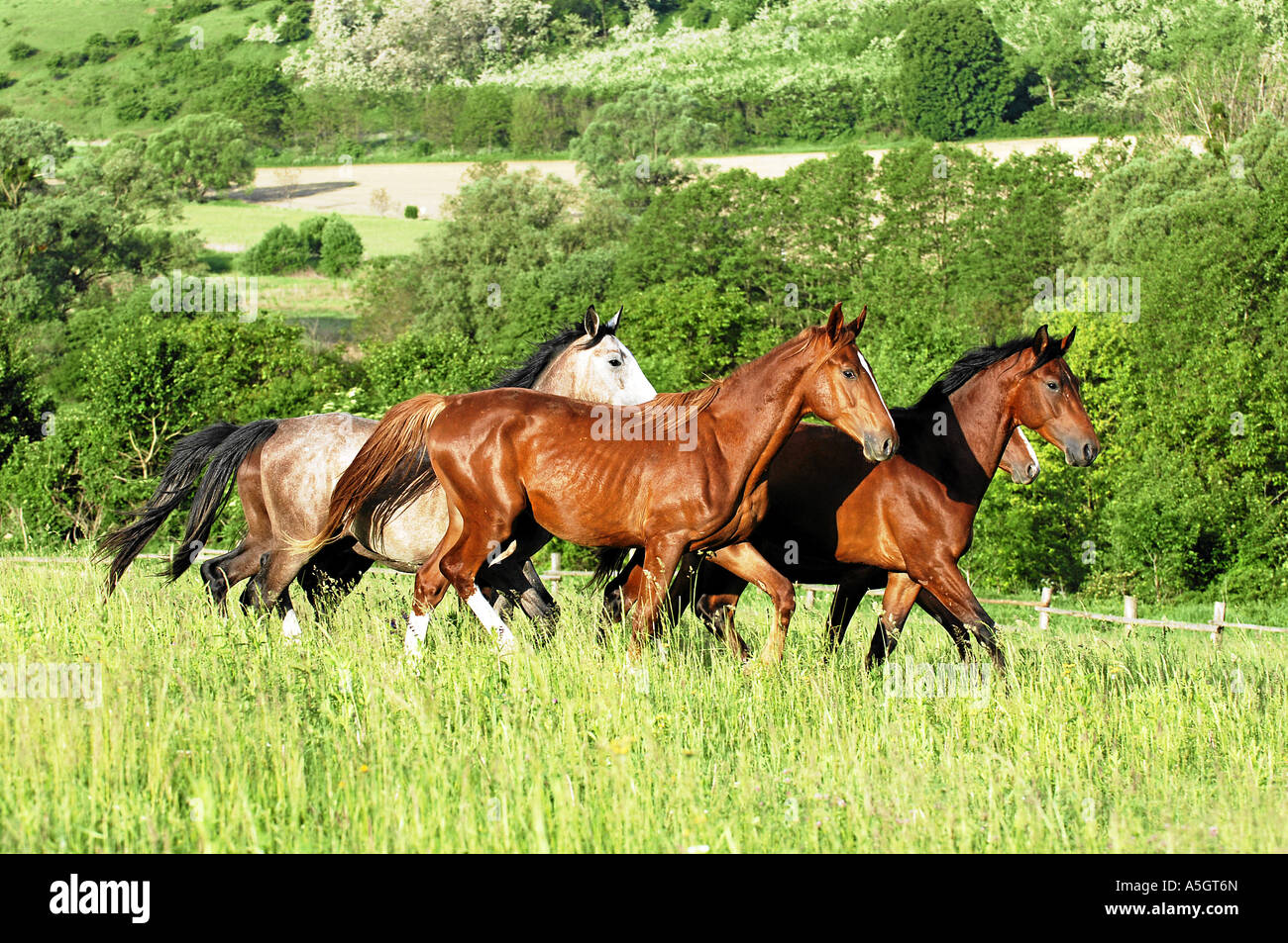 Gidran Horse Gidranpferd Stock Photo - Alamy