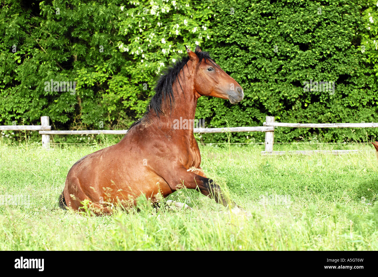 Gidran Horse Gidranpferd Stock Photo - Alamy