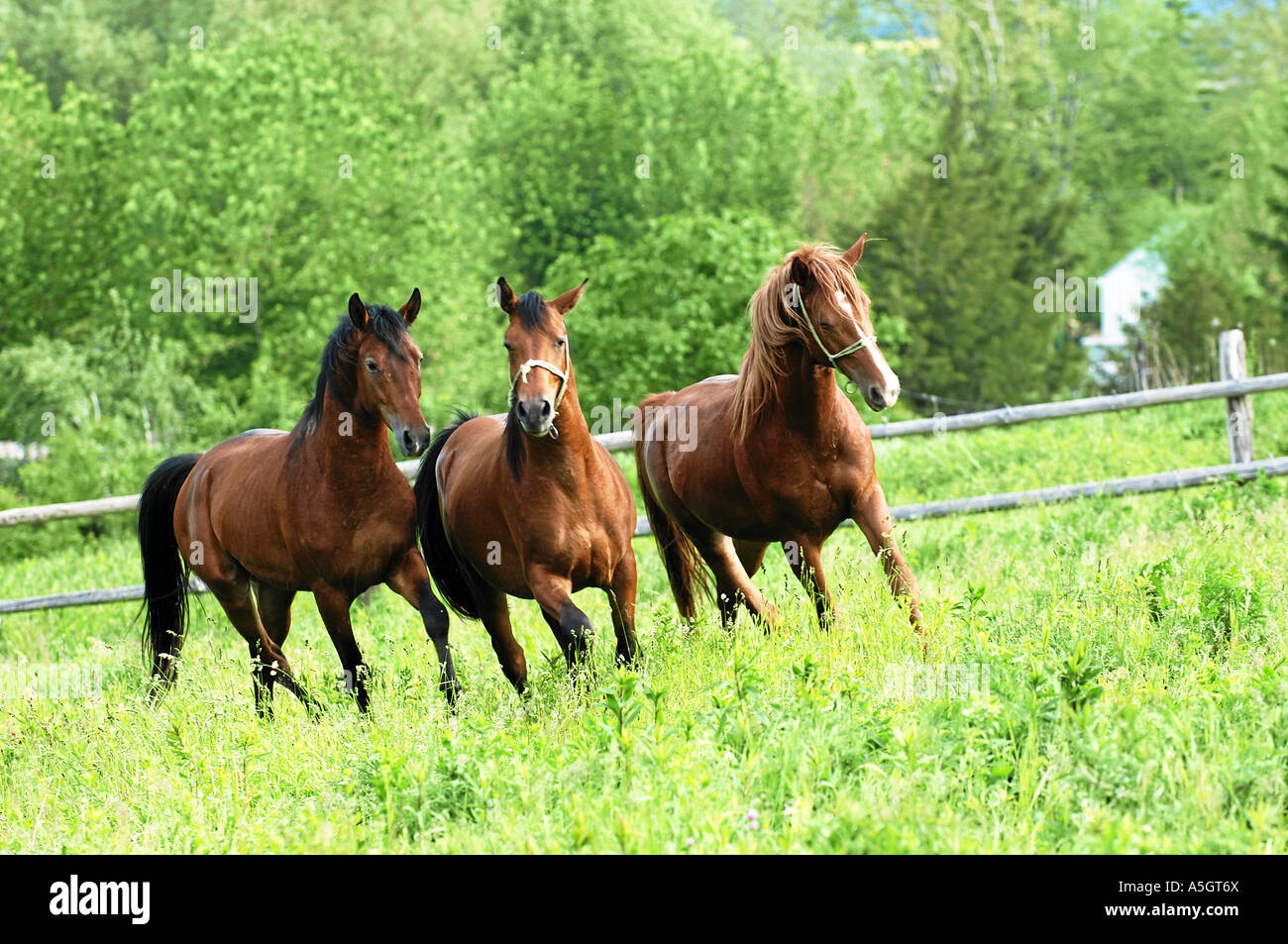Gidran Horse Gidranpferd Stock Photo - Alamy