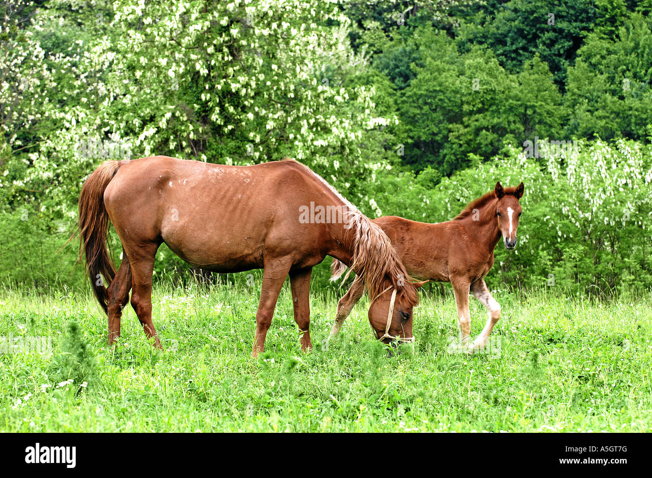 Gidran Horse Gidranpferd Stock Photo - Alamy
