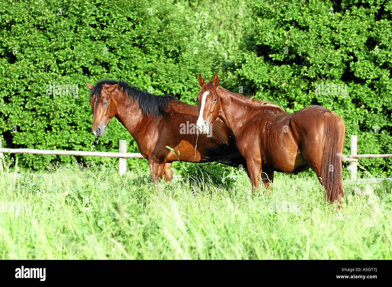 Gidran Horse Gidranpferd Stock Photo - Alamy