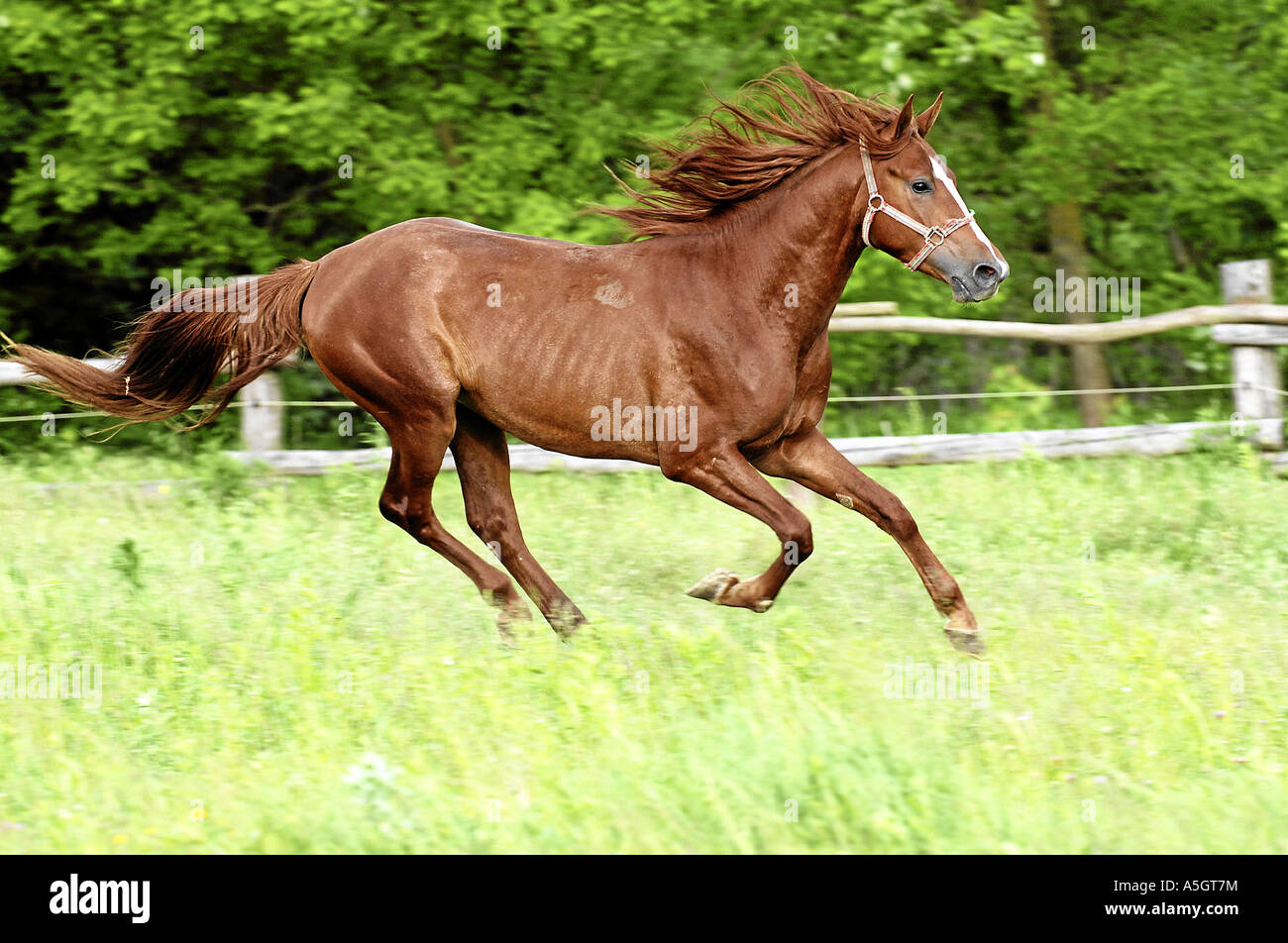 Gidran Horse Gidranpferd Stock Photo - Alamy