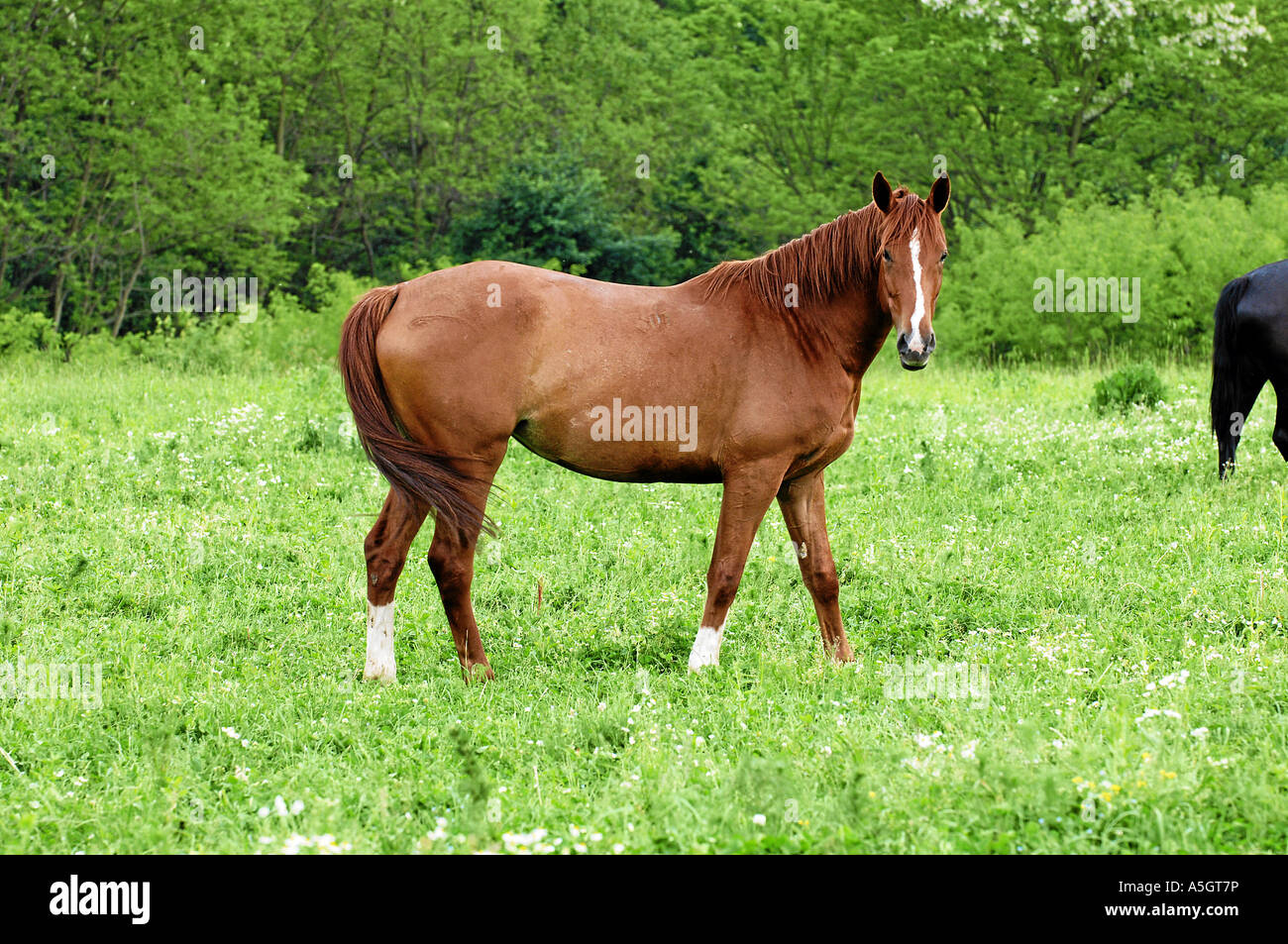 Gidran Horse Gidranpferd Stock Photo - Alamy
