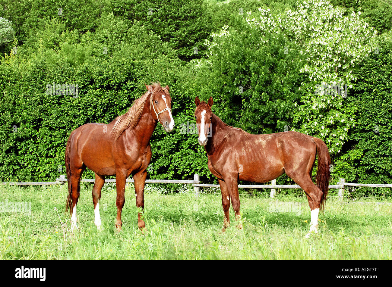 Gidran Horse Gidranpferd Stock Photo - Alamy