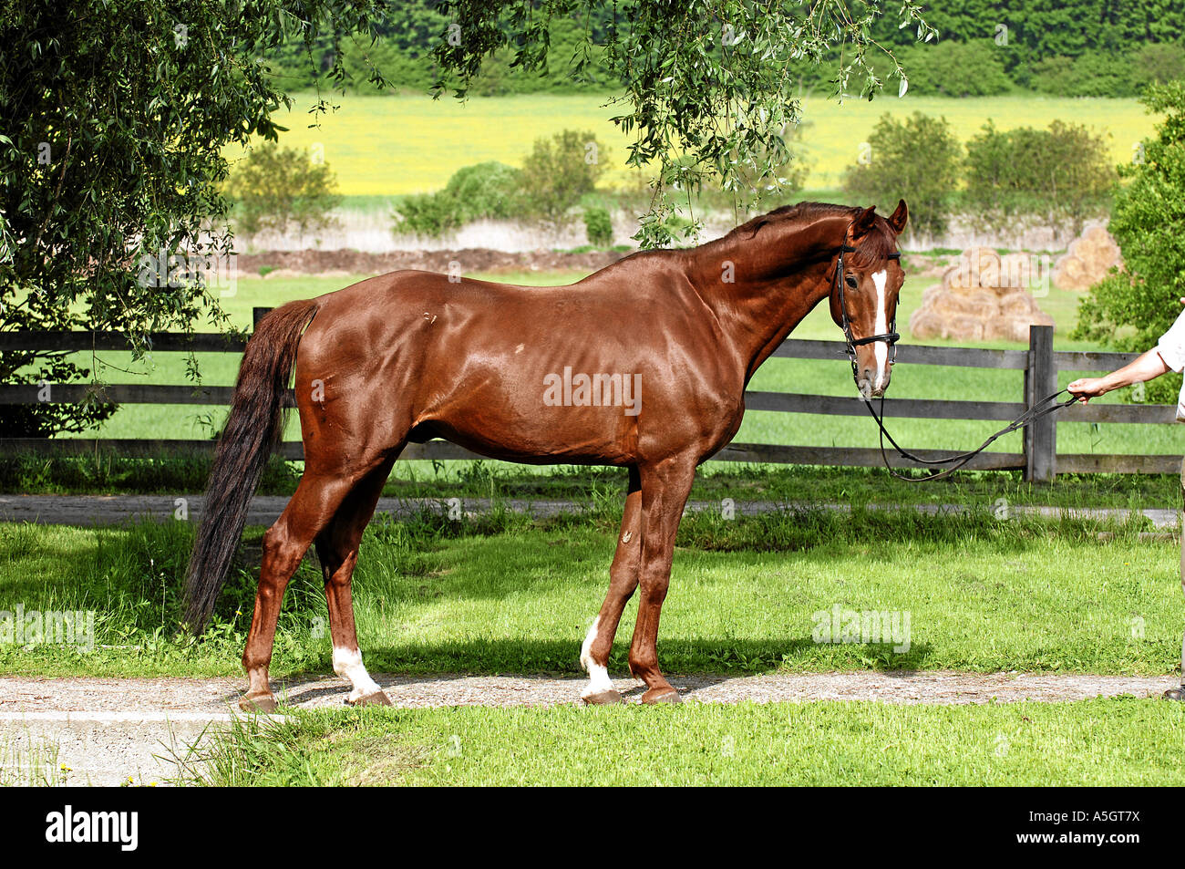 Gidran Horse Gidranpferd Stock Photo - Alamy