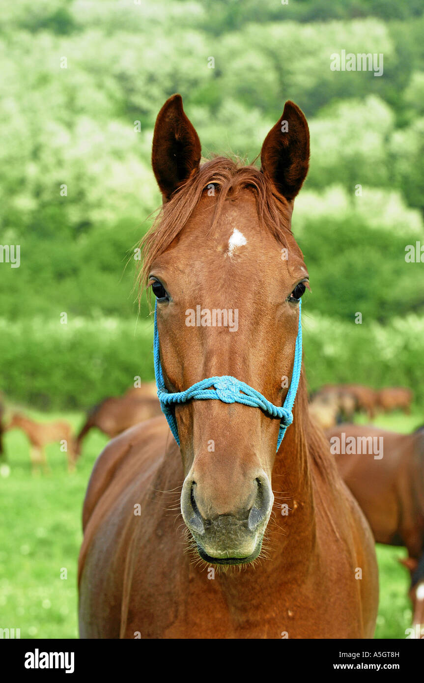 Gidran Horse Gidranpferd Stock Photo - Alamy