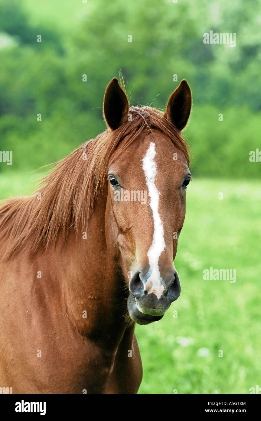 Gidran Horse Gidranpferd Stock Photo - Alamy