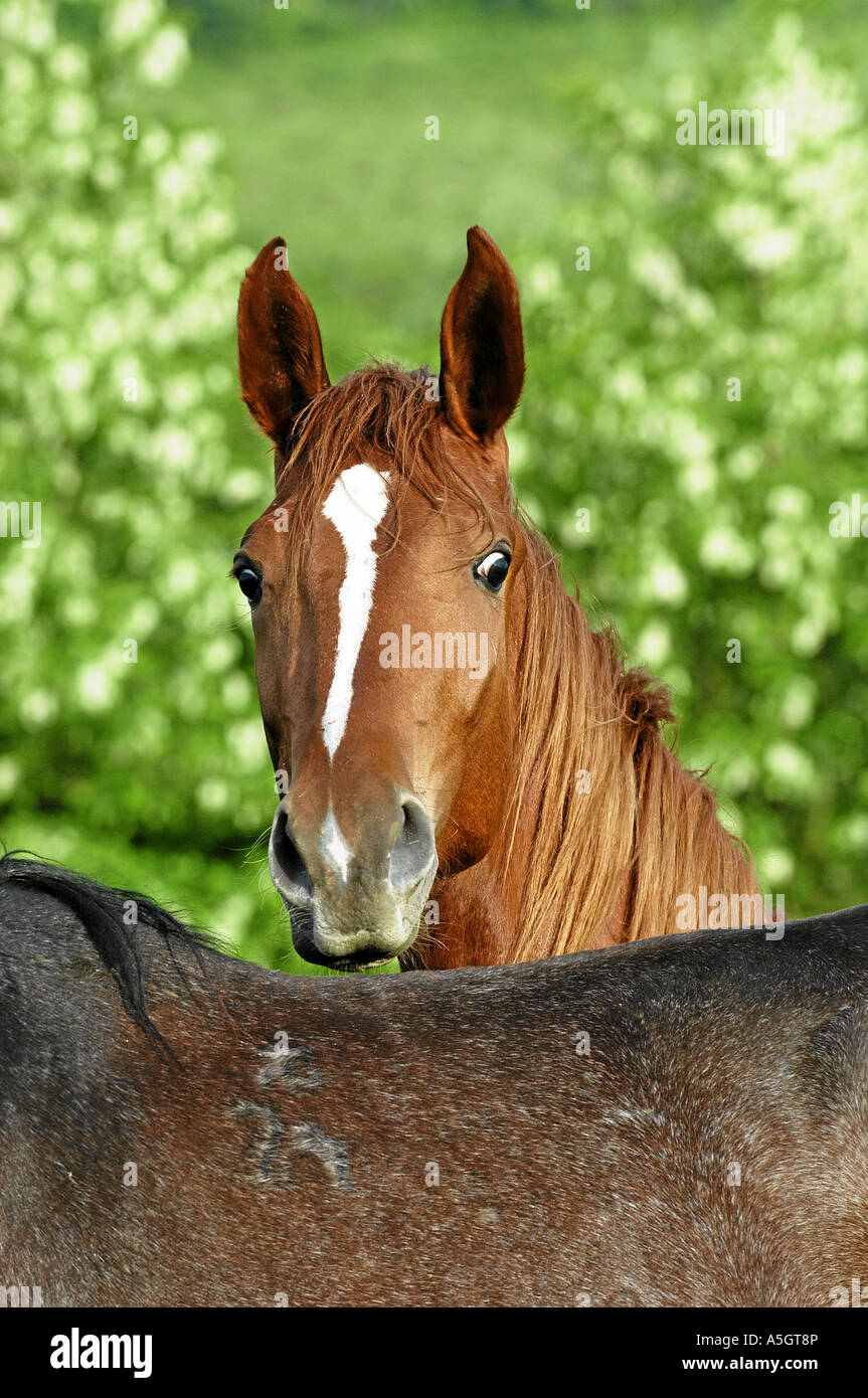 Gidranpferd hi-res stock photography and images - Alamy