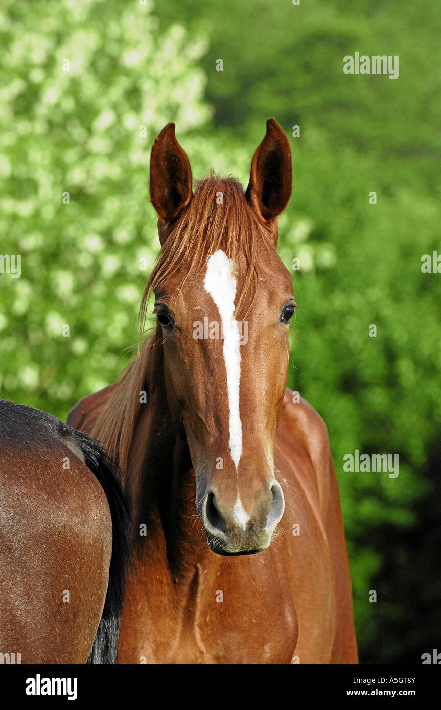Gidran Horse Gidranpferd Stock Photo - Alamy