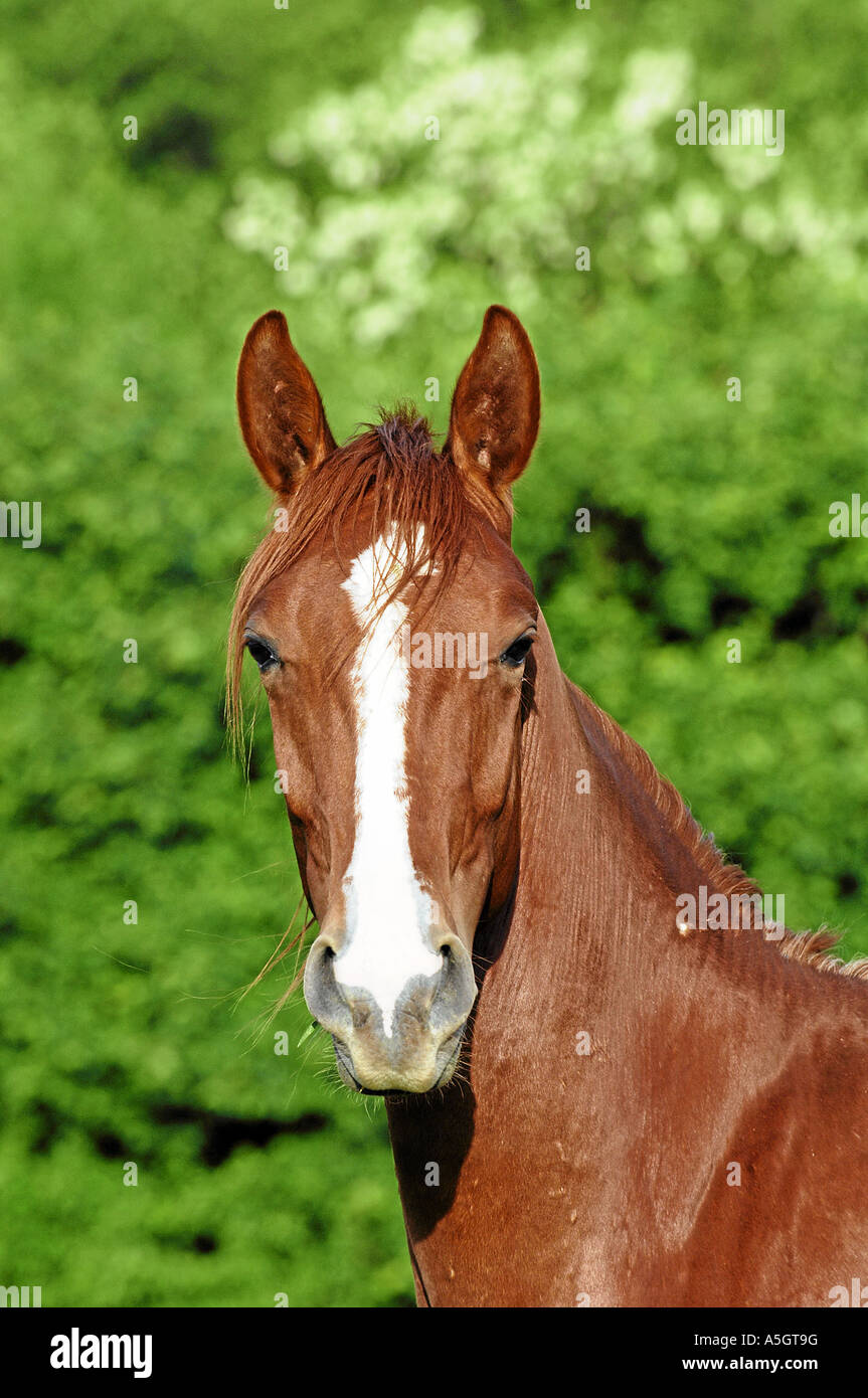 Gidran Horse Gidranpferd Stock Photo - Alamy