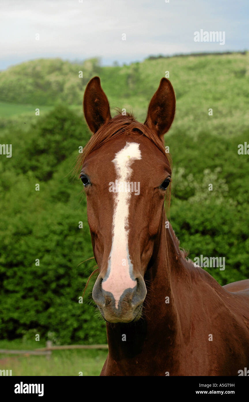 Gidran Horse Gidranpferd Stock Photo - Alamy