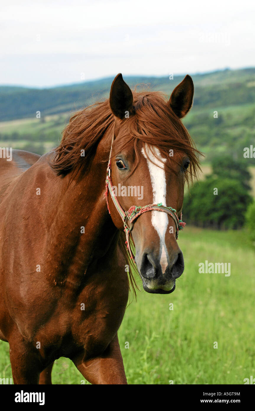 Gidran Horse Gidranpferd Stock Photo - Alamy