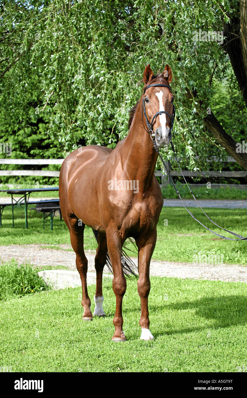 Gidran Horse Gidranpferd Stock Photo - Alamy