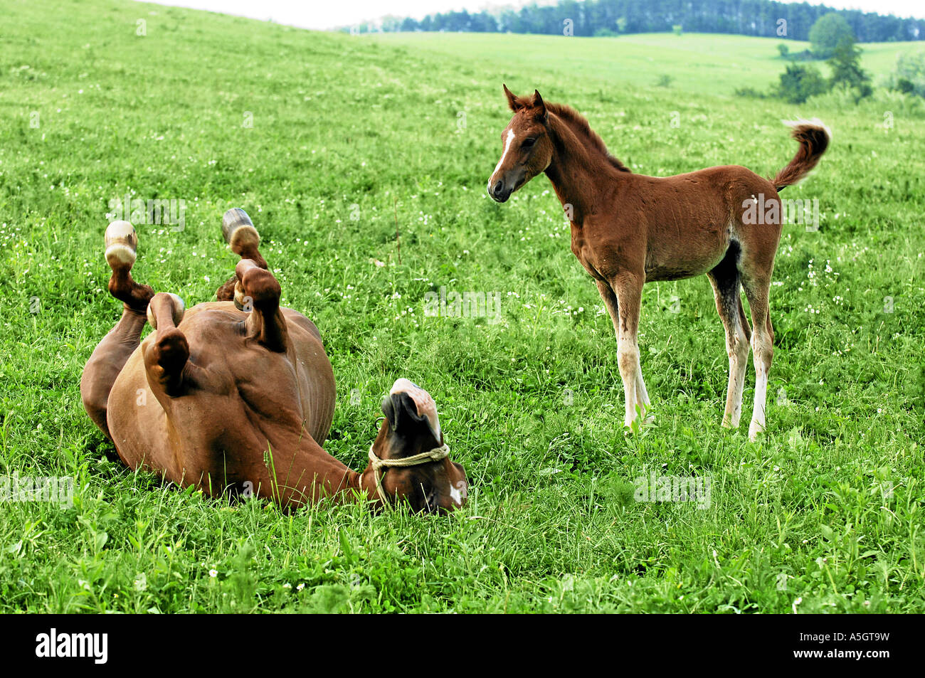 Gidran Horse Gidranpferd Stock Photo - Alamy