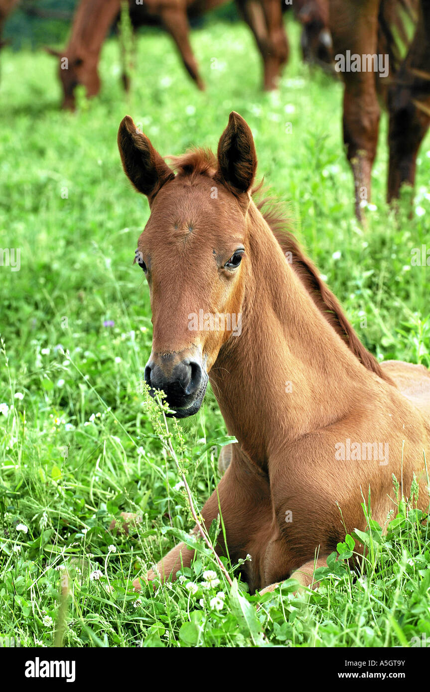 Gidran Horse Gidranpferd Stock Photo - Alamy