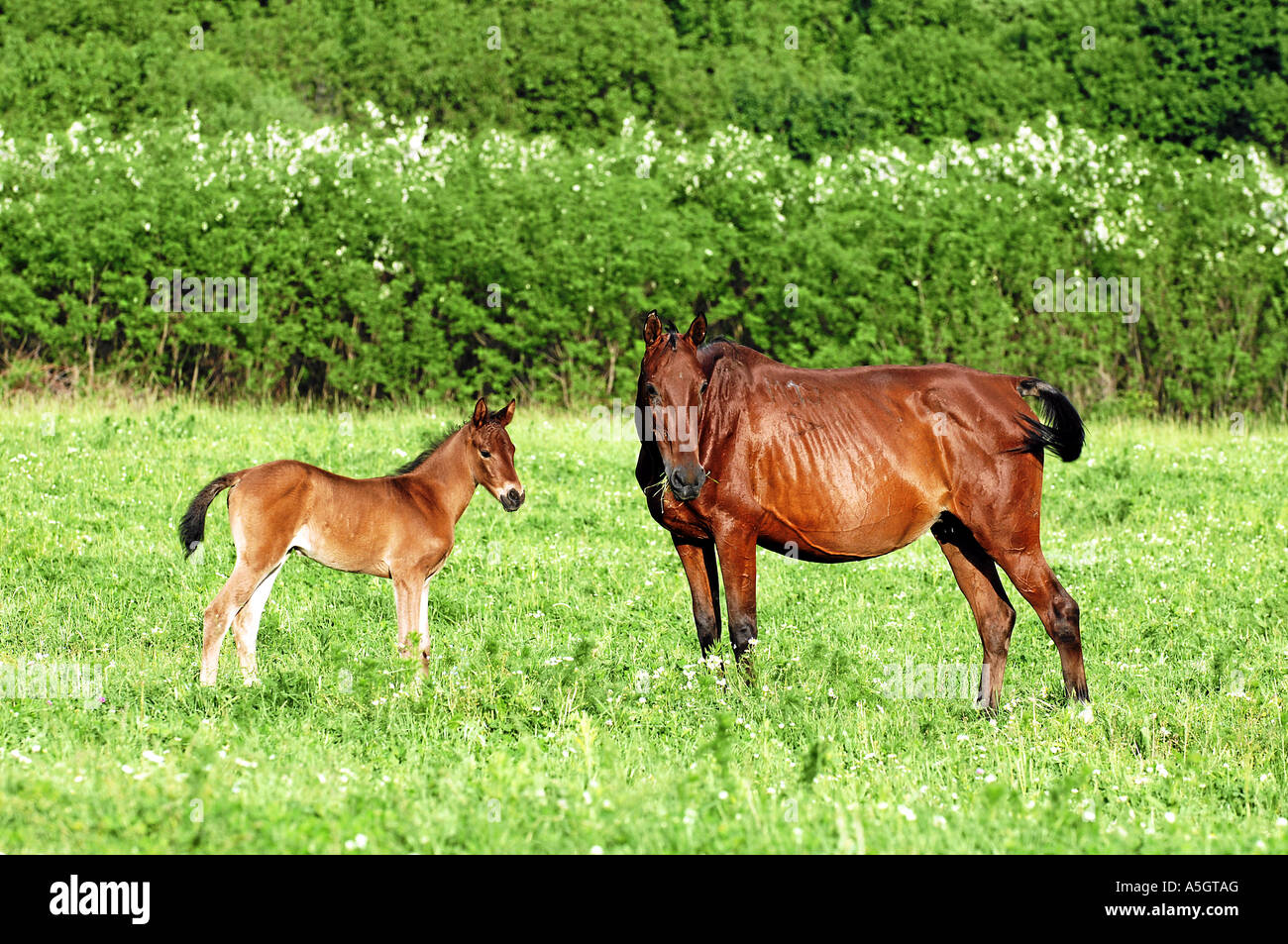 Gidran Horse Gidranpferd Stock Photo - Alamy