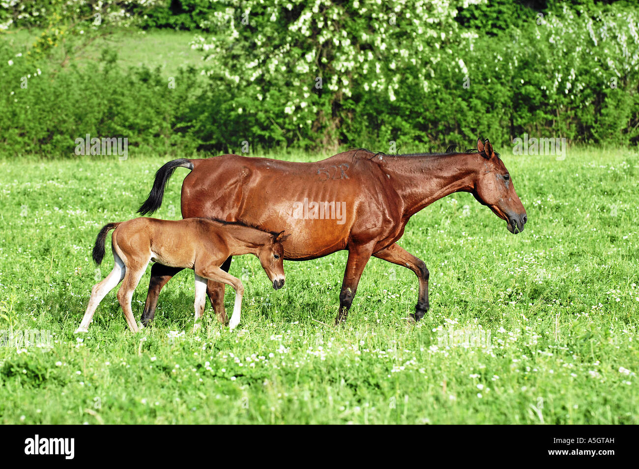 Gidran Horse Gidranpferd Stock Photo - Alamy