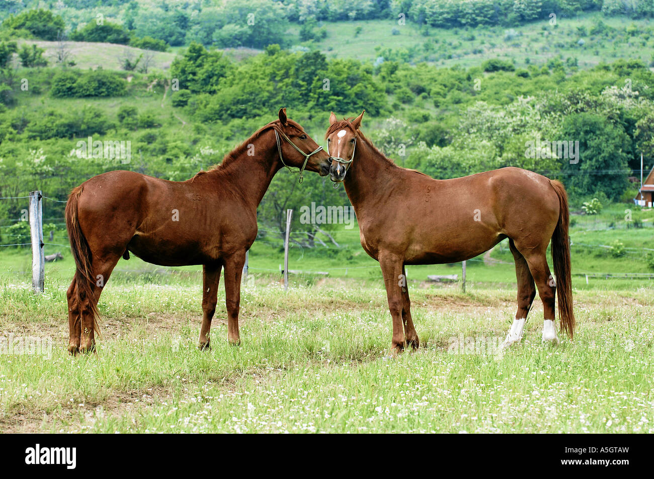 Gidran Horse Gidranpferd Stock Photo - Alamy