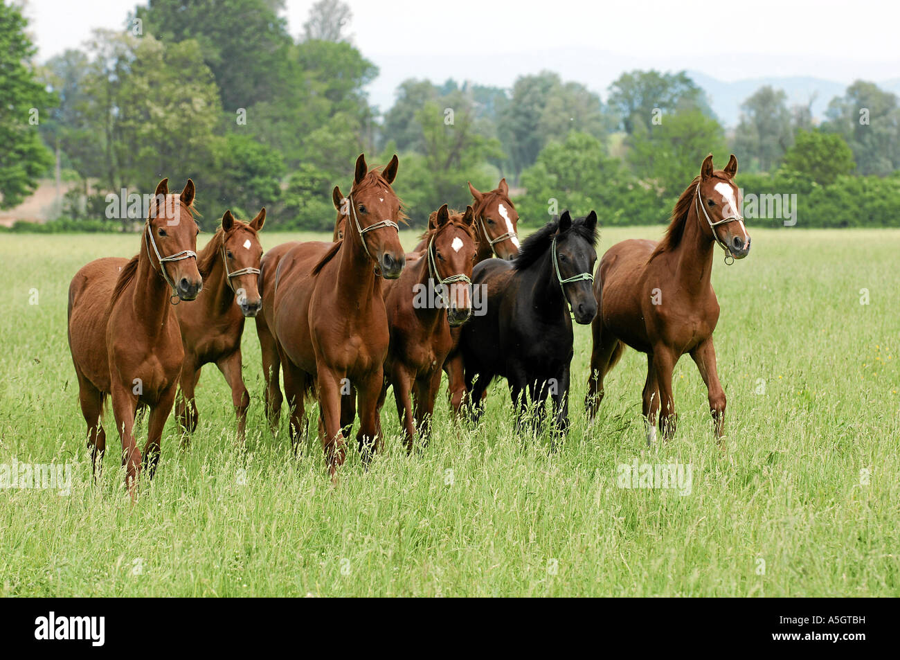 Gidran Horse Gidranpferd Stock Photo - Alamy