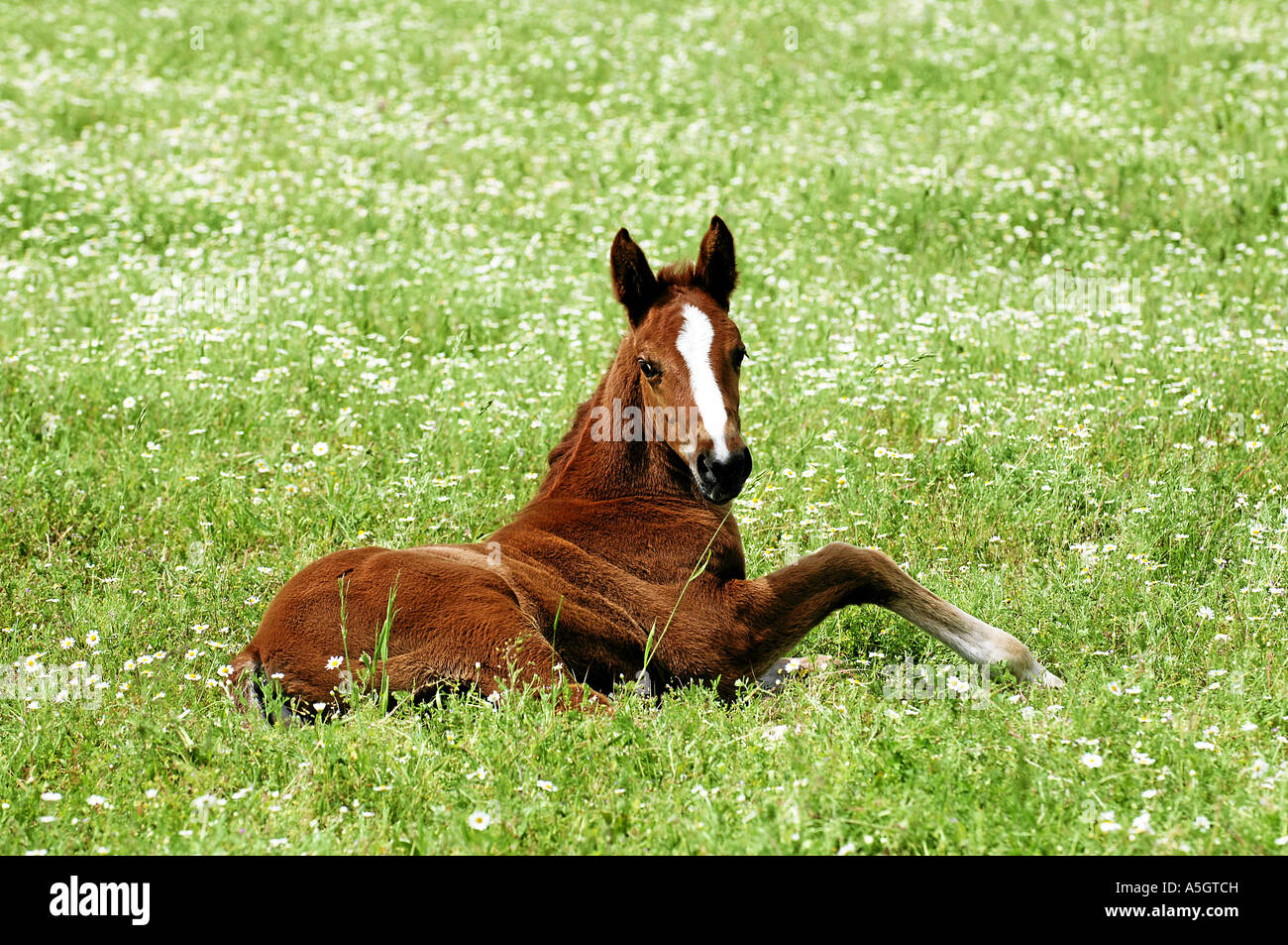 Gidran Horse Gidranpferd Stock Photo - Alamy