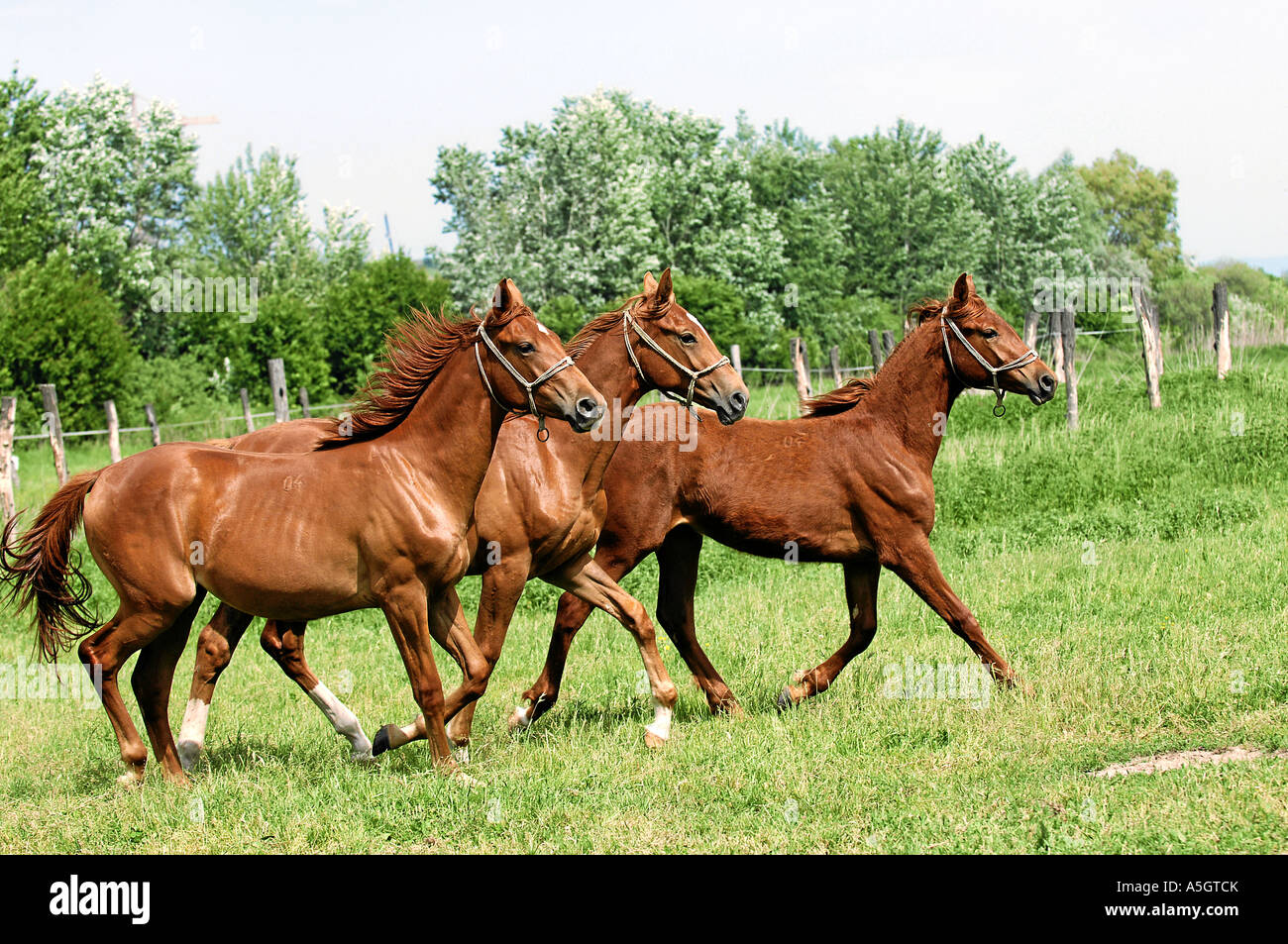 Gidran Horse Gidranpferd Stock Photo - Alamy
