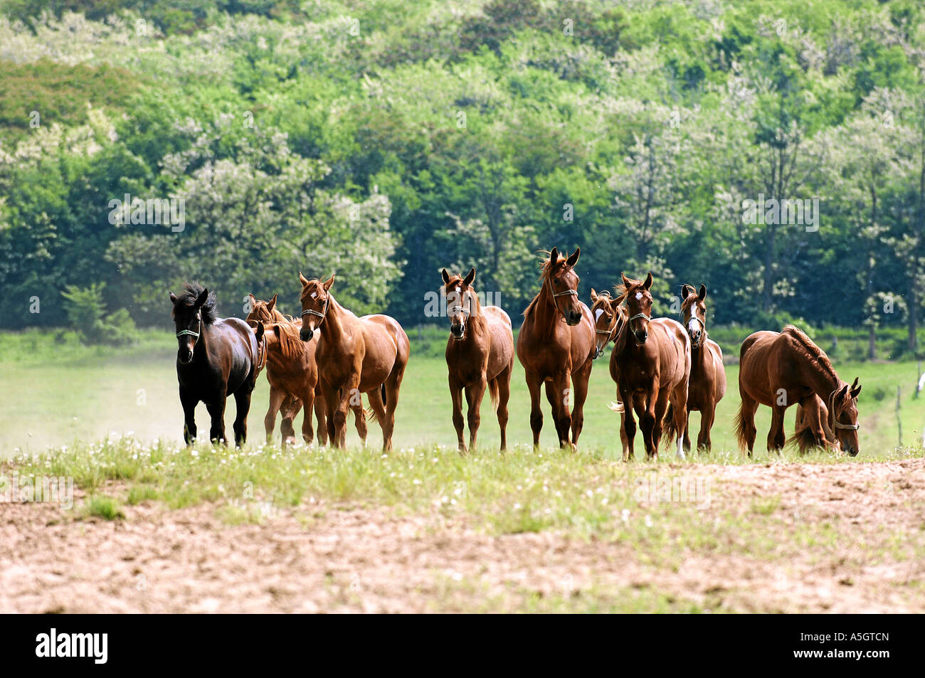 Gidran Horse Gidranpferd Stock Photo - Alamy