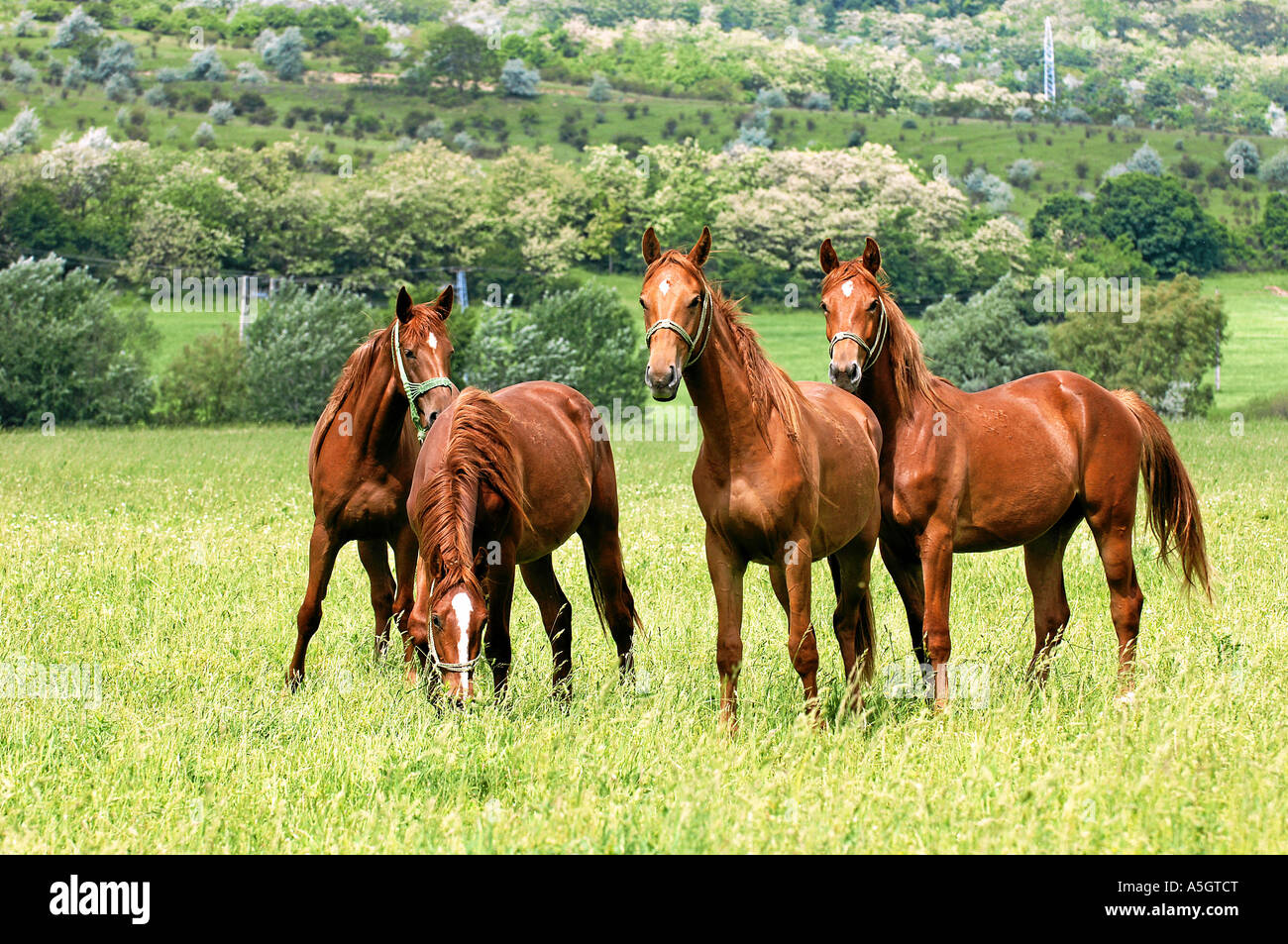 Gidran Horse Gidranpferd Stock Photo - Alamy