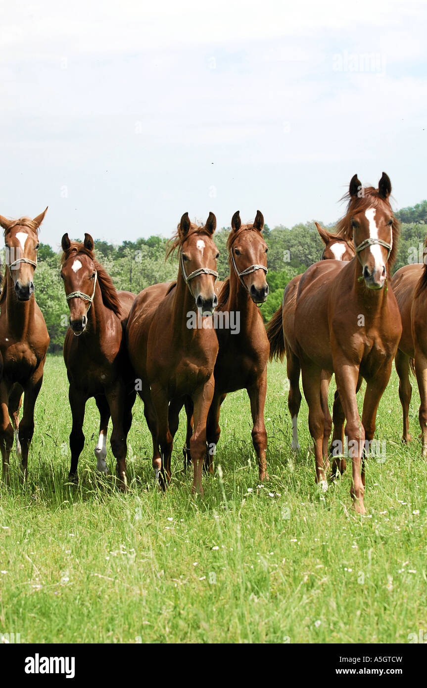 Gidran Horse Gidranpferd Stock Photo - Alamy