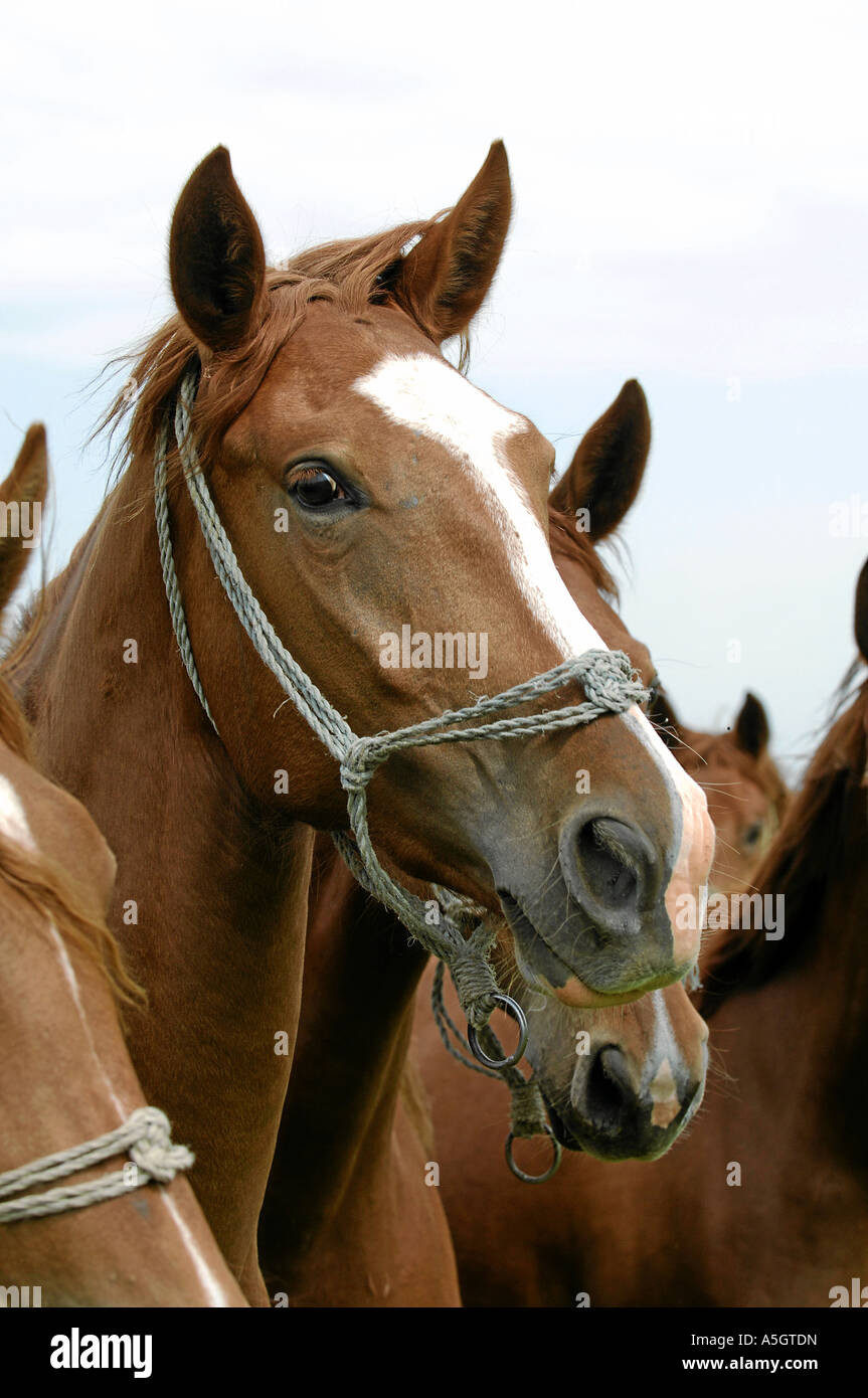 Gidran Horse Gidranpferd Stock Photo - Alamy