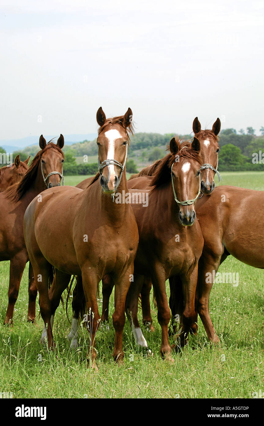 Gidran Horse Gidranpferd Stock Photo - Alamy