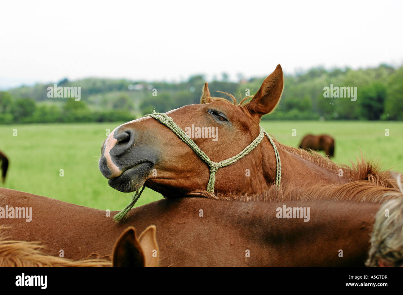 Gidran Horse Gidranpferd Stock Photo - Alamy