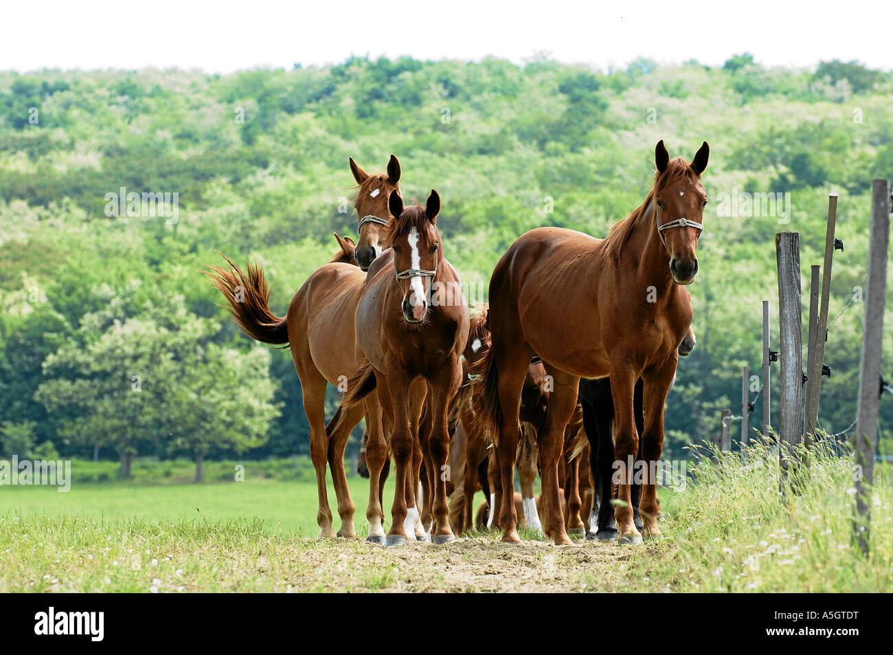 Gidran Horse Gidranpferd Stock Photo - Alamy