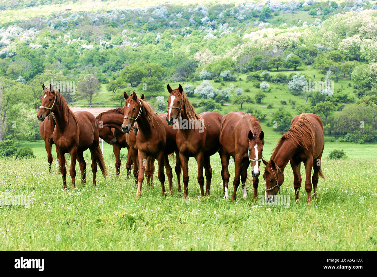 Gidran Horse Gidranpferd Stock Photo - Alamy