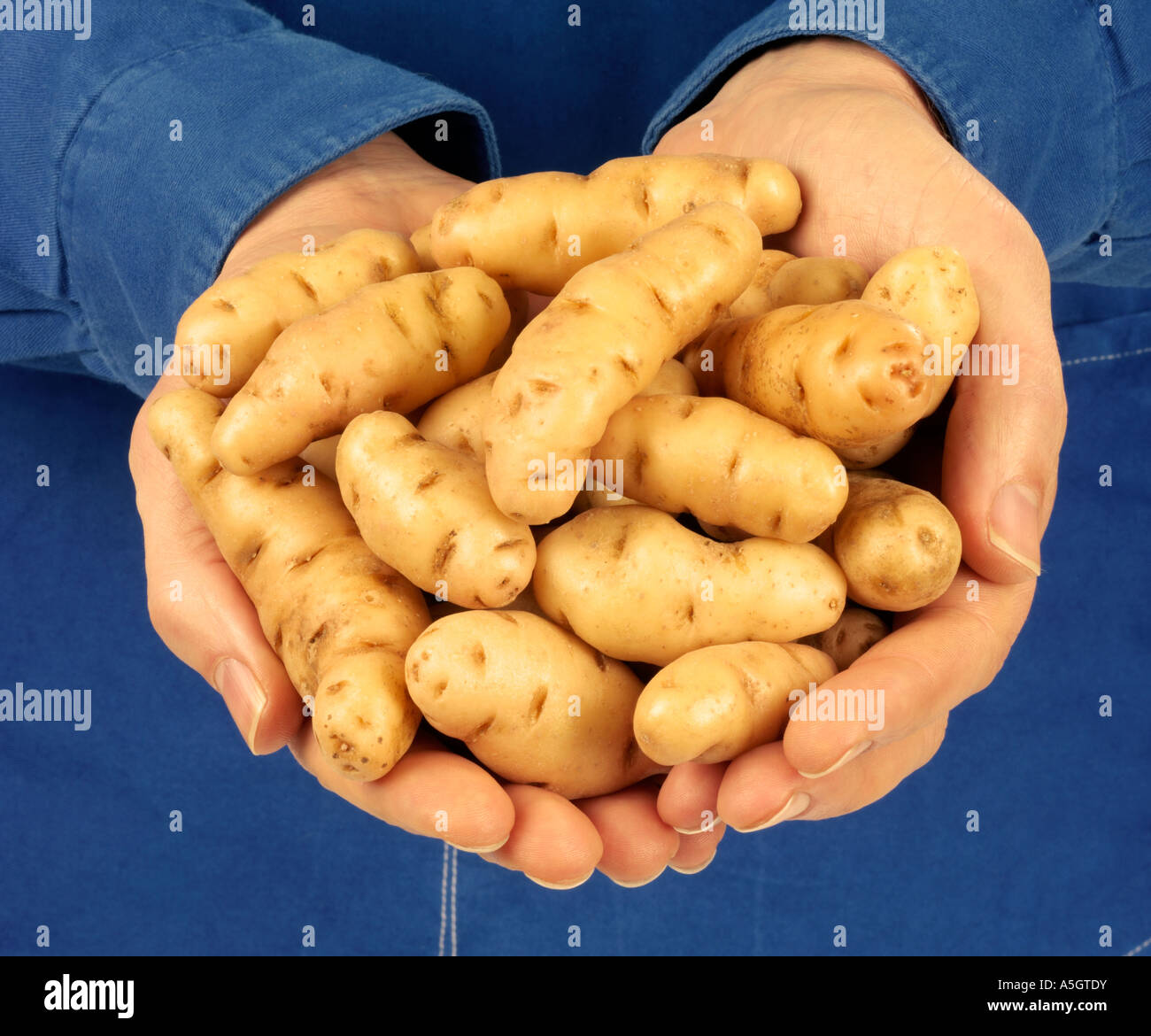 MAN HOLDING ANYA POTATOES Stock Photo - Alamy