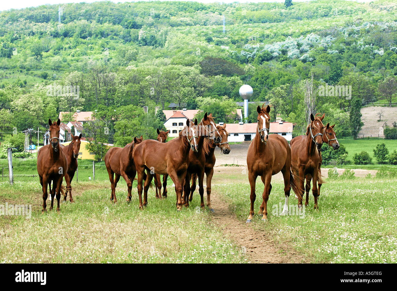 Gidran Horse Gidranpferd Stock Photo - Alamy