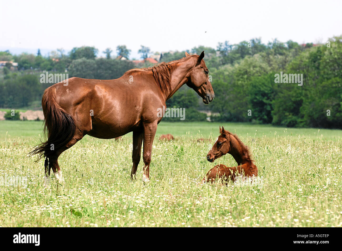 Gidran Horse Gidranpferd Stock Photo - Alamy
