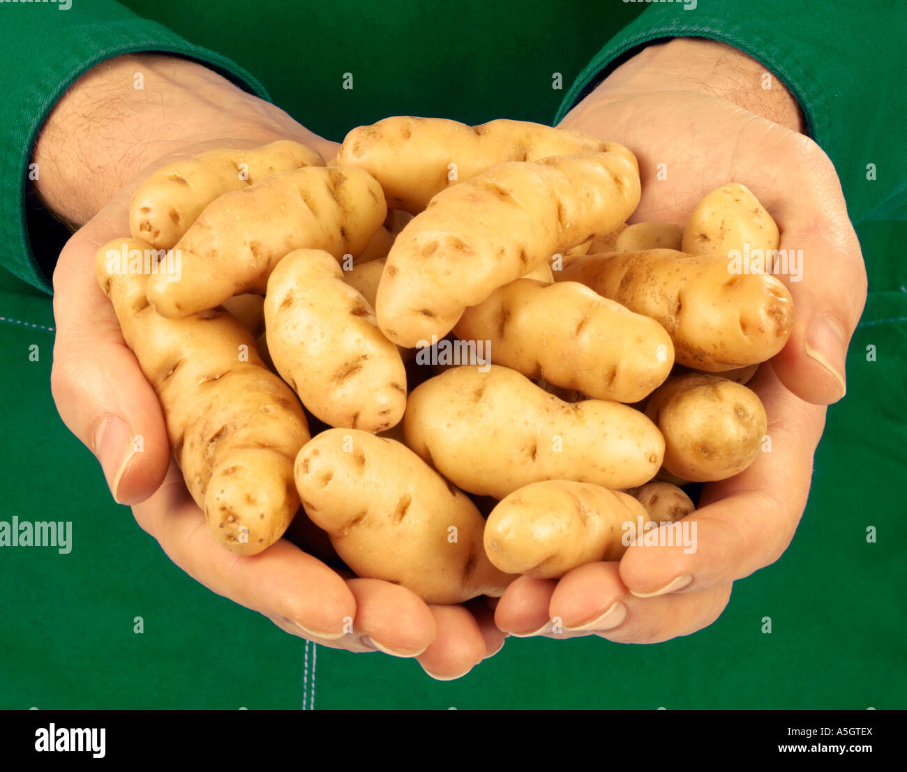 MAN HOLDING ANYA POTATOES Stock Photo - Alamy